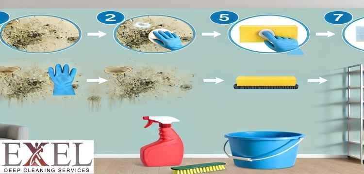 How to Clean Fungus from Walls | Exel Deep Cleaning Services